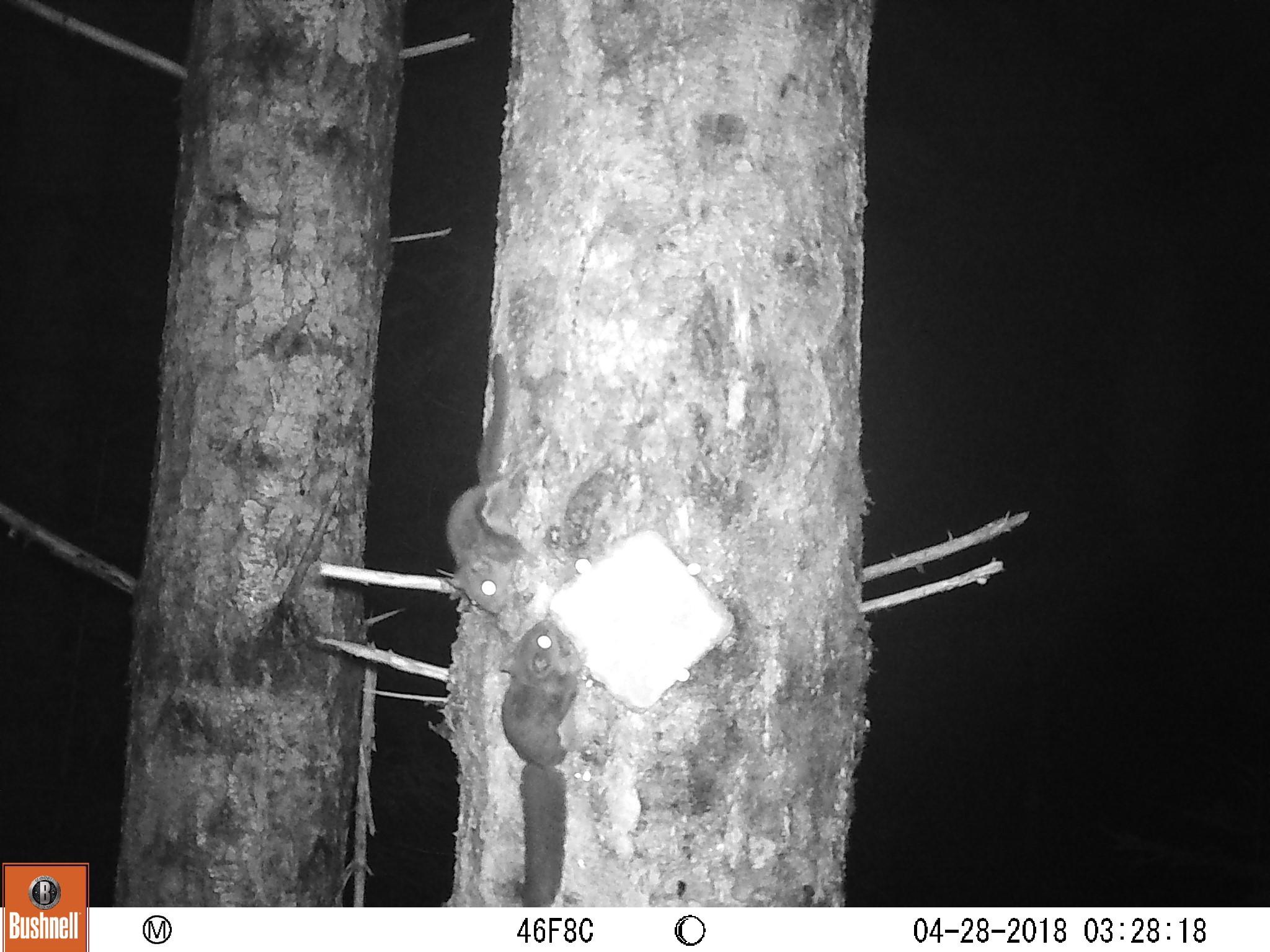 Flying squirrels and coastal martens: learning about our less common ...